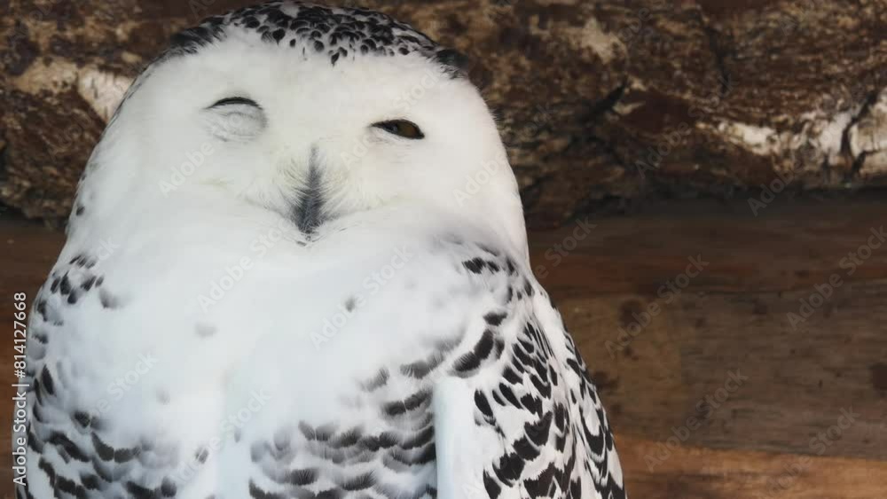 Snowy owl (Bubo scandiacus), also known as polar, white and Arctic owl ...