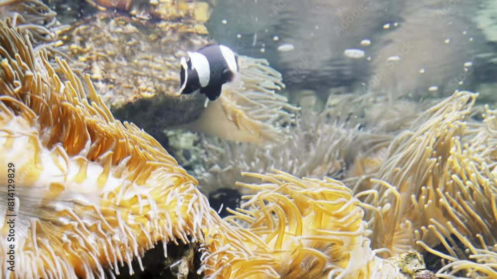 Amphiprion is genus of ray-finned fish which comprises all but one of ...