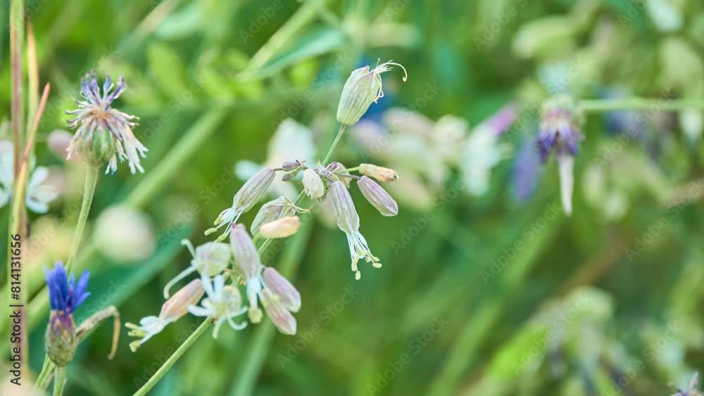 Silene vulgaris, bladder campion or maidenstears, is plant species of ...