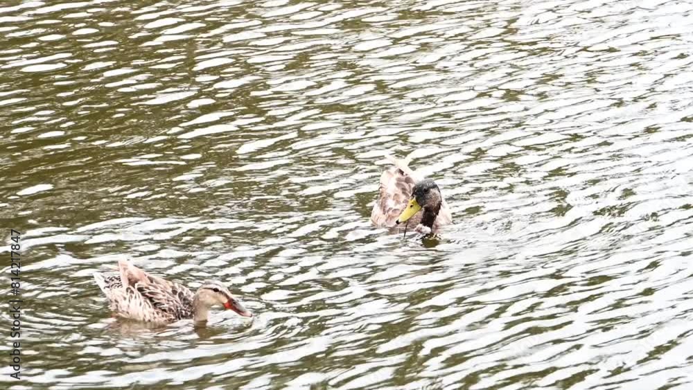 4K HD hand held video of park dabbling ducks feeding in a shallow pool ...