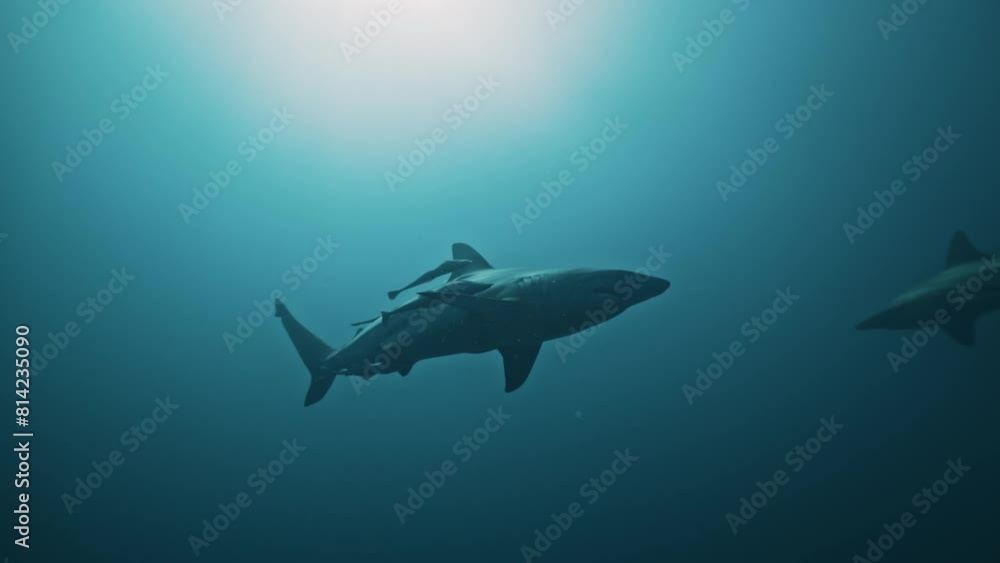 Oceanic blacktip sharks Carcharhinus limbatus and remora swimming near ...
