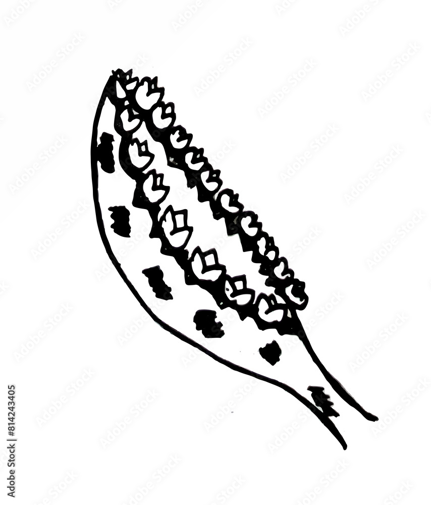 Analog illustration of the Mother of Thousands leaf. Sketch of the leaf ...