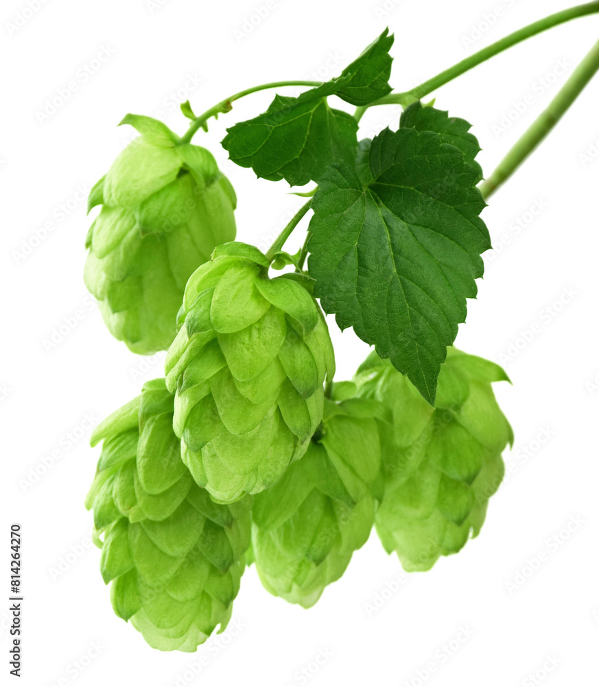 twig of hop isolated on transparent, png. Beer hops ingredient. Branch ...