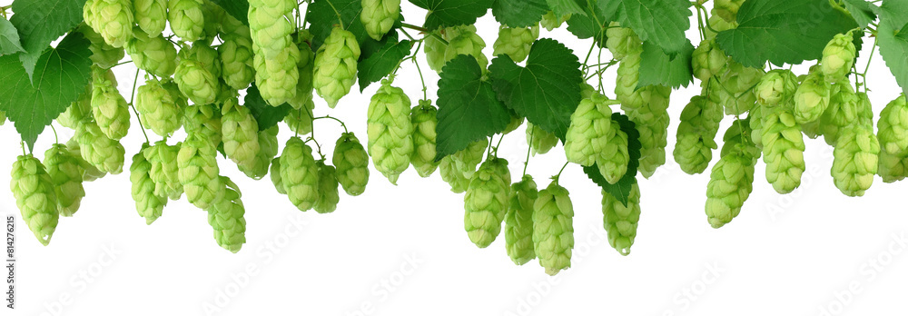 Foto de branches of hops with leaves. hops plant on transparent, png ...