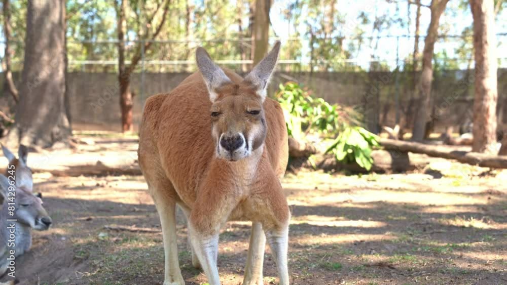 A red kangaroo, macropus rufus slowly standing up and staring at the ...