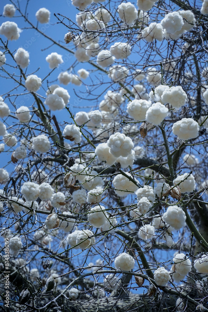 Kapok White Silk Ceiba Pentandra tree with silk cotton like seed pods ...