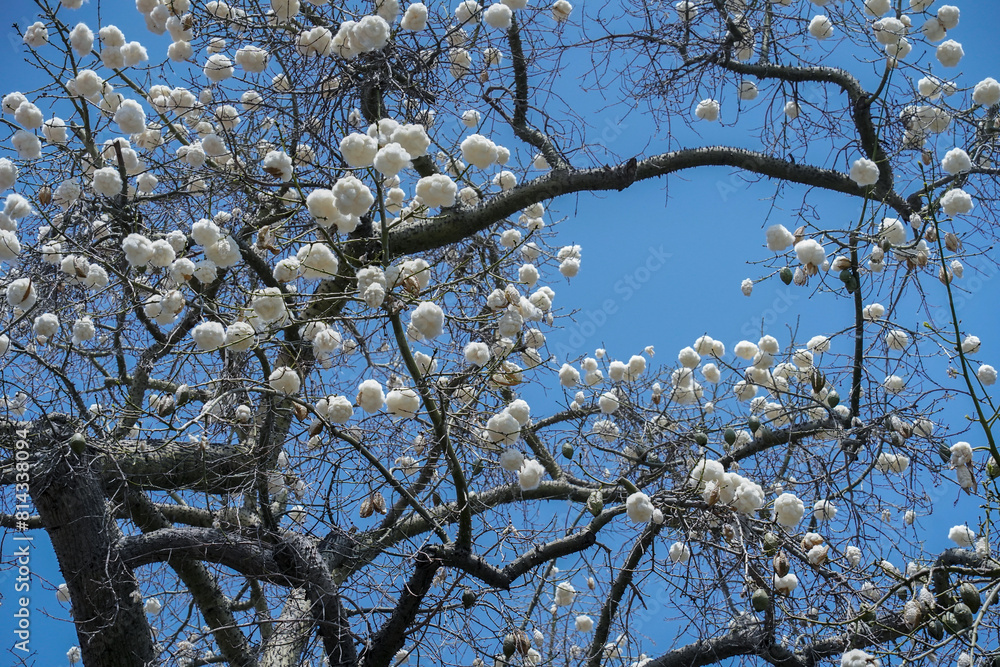 Kapok White Silk Ceiba Pentandra tree with silk cotton like seed pods ...