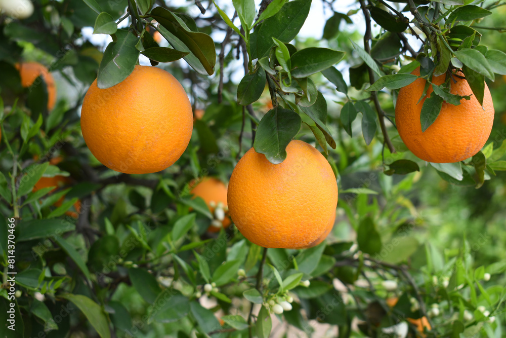 ripe oranges on tree, close-up of a beautiful orange tree with orange ...