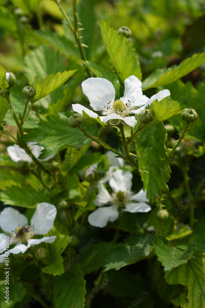 Blackberry flowers in the garden, Beautiful in spring bloom garden ...