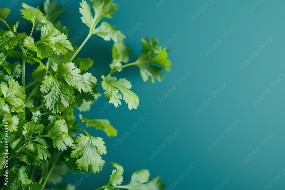 Produce a frontal view of a vibrant cilantro plant with delicate ...