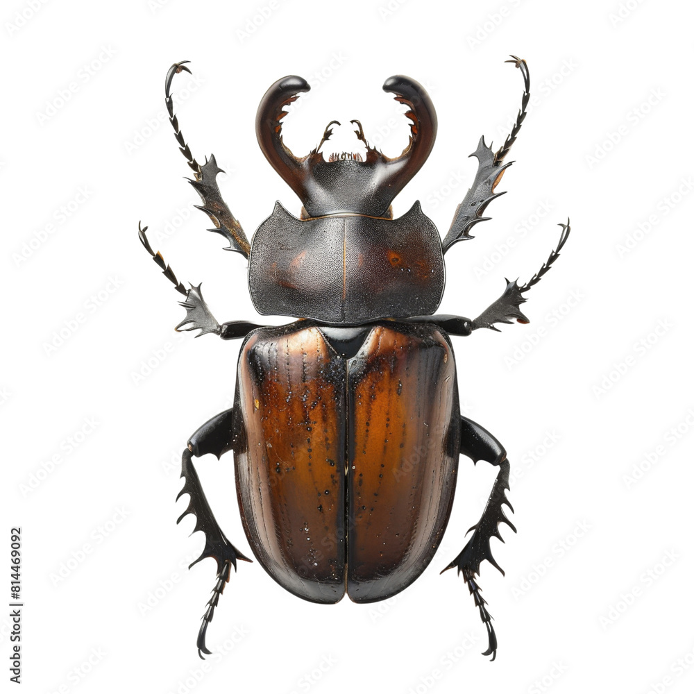 High-resolution image of a stag beetle, showcasing its unique antlers ...