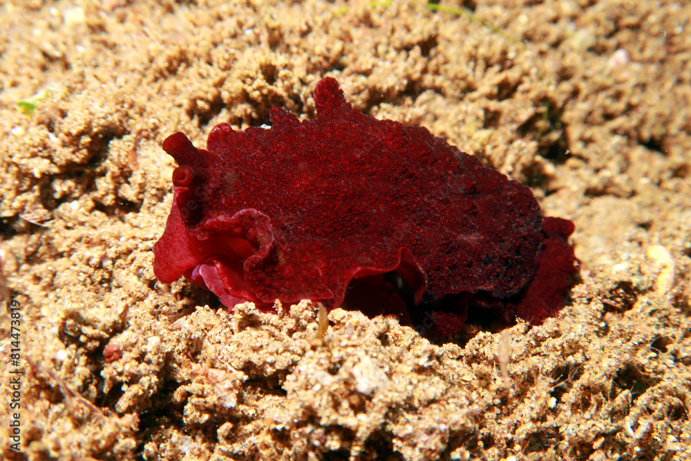 Aegires malinus is a species of sea slug. It is a dorid nudibranch, a ...