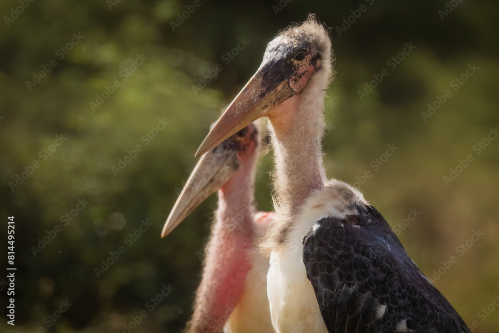 Two Marabou Storks standing together while waiting at a kill for those ...