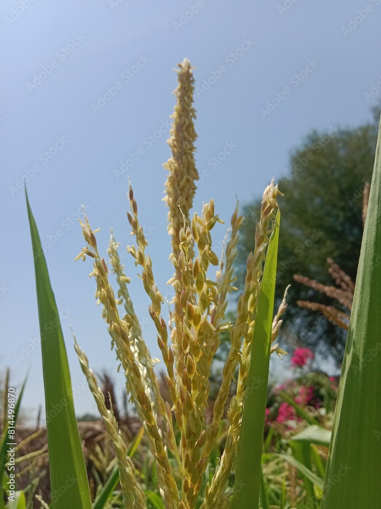 male flower of maize plant.Zea mays L Male flower in the garden.male ...