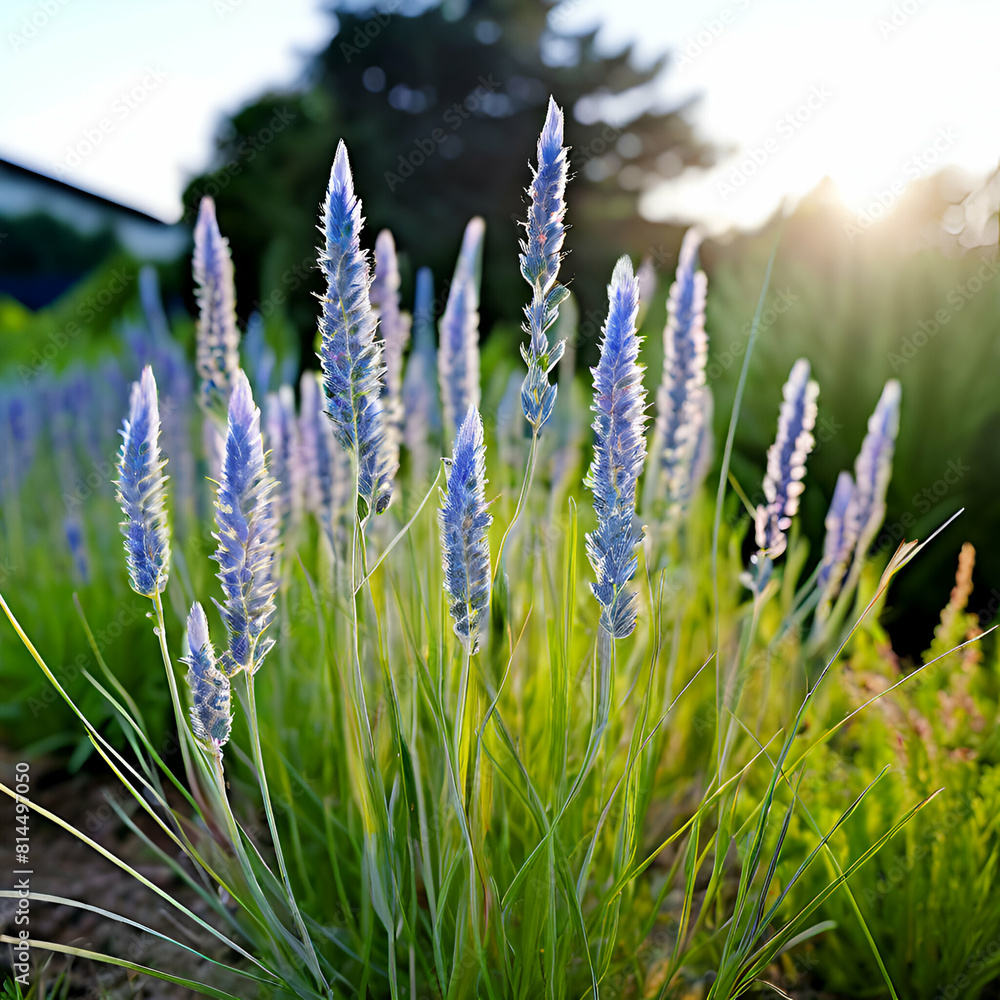 several plants of a festuca glauca of blue color grow in a cereal ...