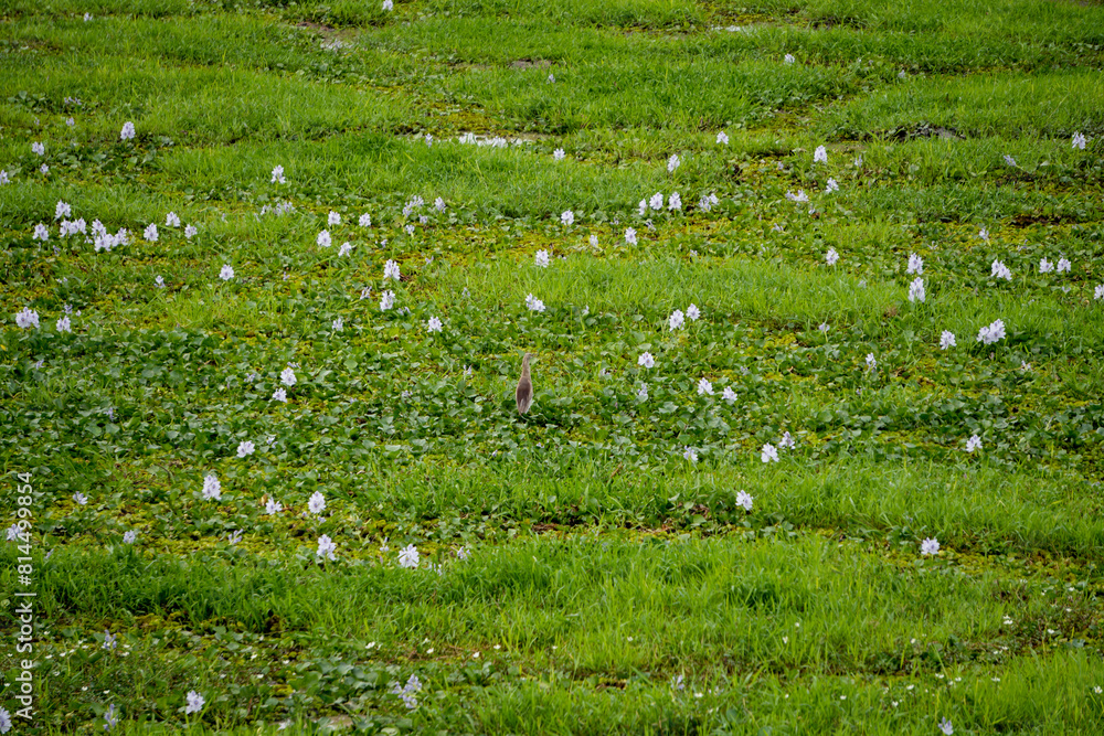 Water Hyacinth with flowers and an Indian pond Heron or paddy bird in ...