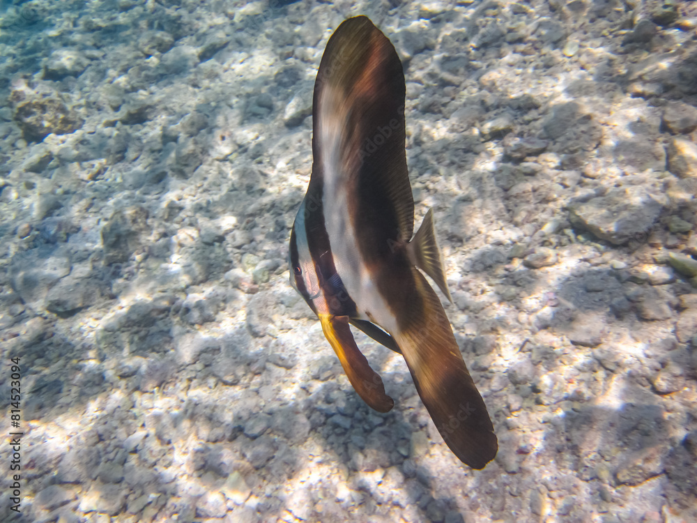 Platax teira, also known as the teira batfish, longfin batfish, longfin ...