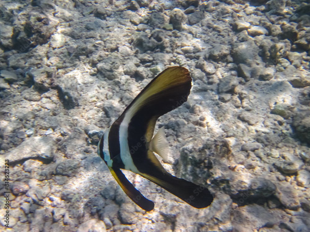 Platax teira, also known as the teira batfish, longfin batfish, longfin ...