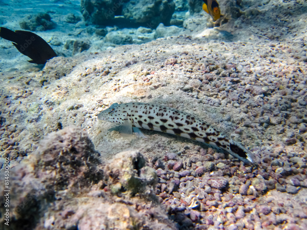 The sandperches in the expanses of the coral reef of the Red Sea ...