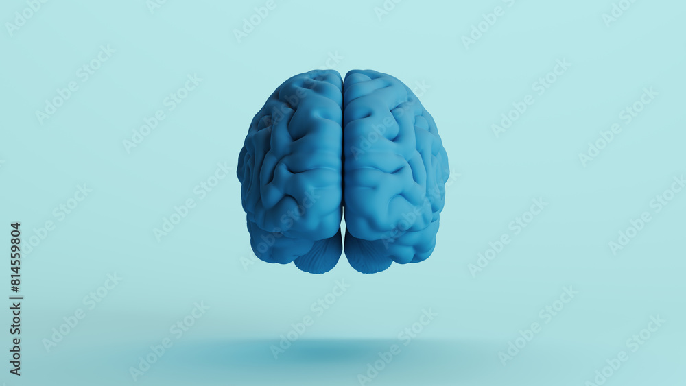 Blue human brain anatomy organ intelligence neurology think mind soft ...