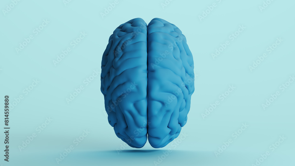 Blue human brain anatomy organ intelligence neurology think mind soft ...