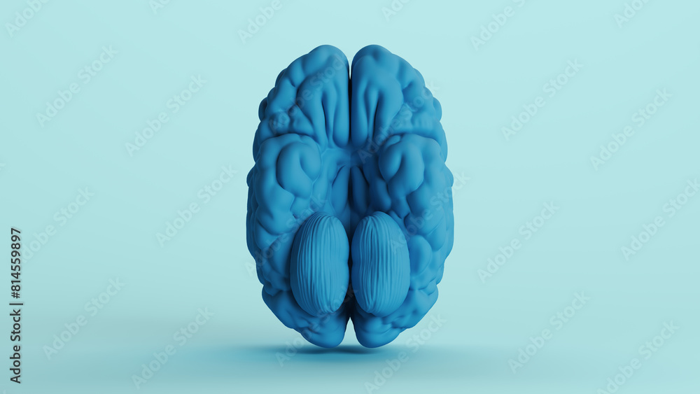 Blue human brain anatomy organ intelligence neurology think mind soft ...