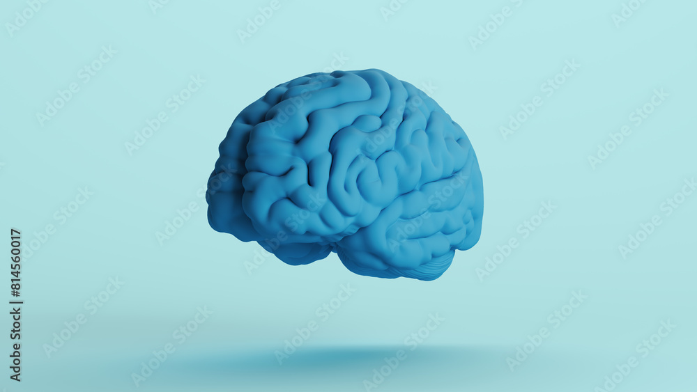 Blue human brain anatomy organ intelligence neurology think mind soft ...
