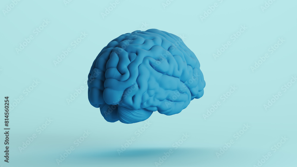 Blue human brain anatomy organ intelligence neurology think mind soft ...