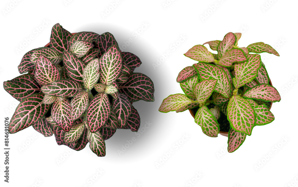 Fittonia tree top view tropical plant, greenery trees landscape on ...