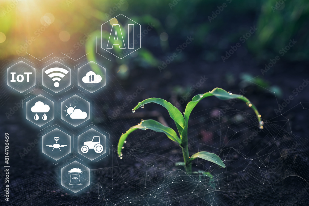 Smart farming with IoT,Growing corn seedling with infographics. Smart ...