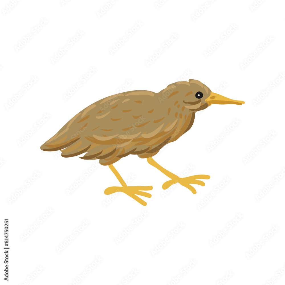 vector drawing great bittern, wild bird isolated at white background ...