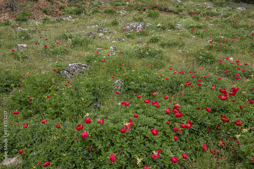 Wild peonies in the forest on Mount Nif, Izmir. (Paeonia peregrina ...