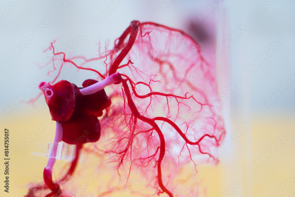 cardiovascular system background It is a medical procedure used to ...