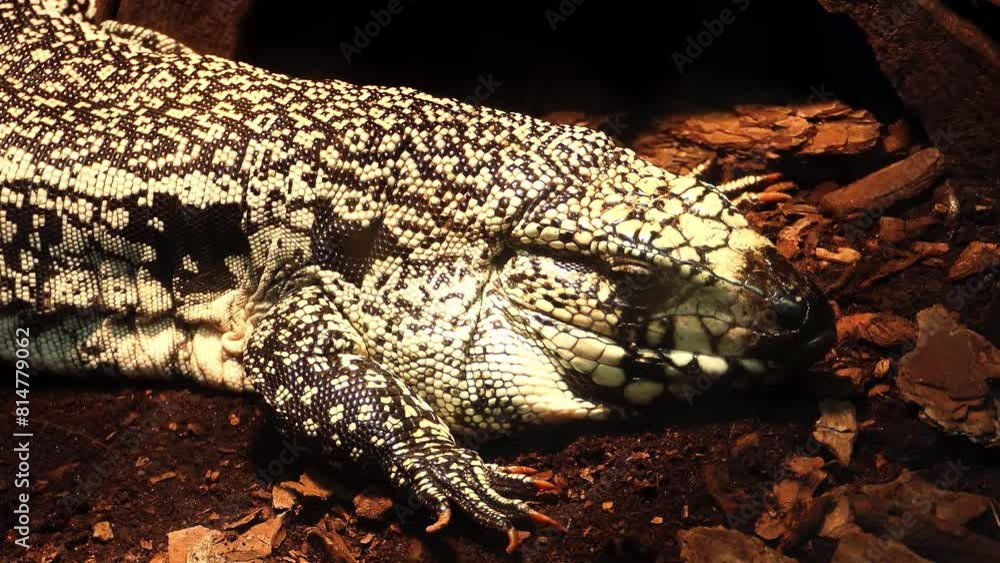 Argentine black and white tegu (Salvator merianae), also called ...