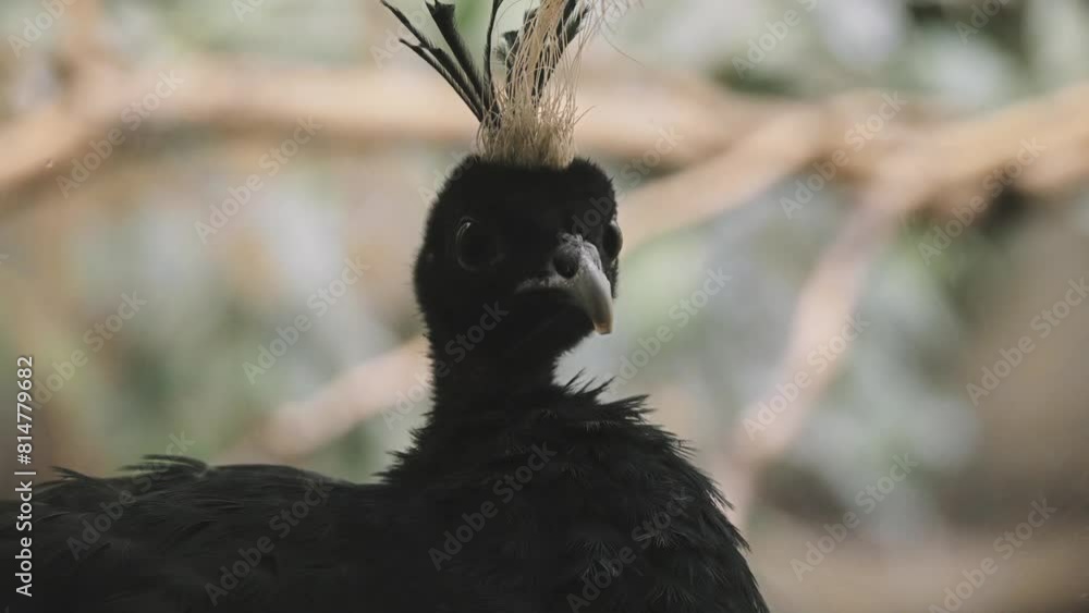 Congo peafowl (Afropavo congensis), known as the African peafowl or ...