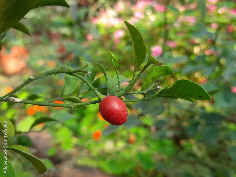 Murraya paniculata fruits. Its other names orange jasmine, orange ...