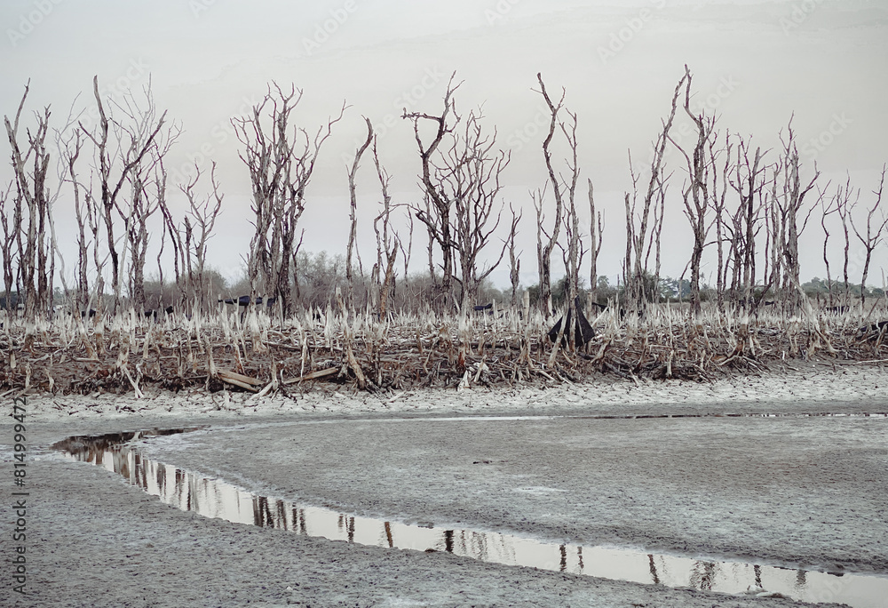 Destroyed mangrove forest scenery, Mangrove forests are destroyed and ...