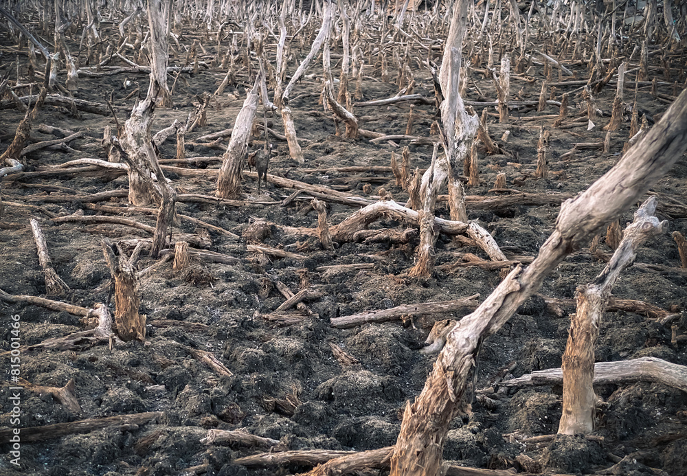 Poster Destroyed mangrove forest scenery, Mangrove forests are ...