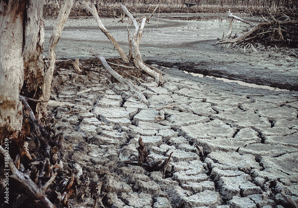 Destroyed mangrove forest scenery, Mangrove forests are destroyed and ...