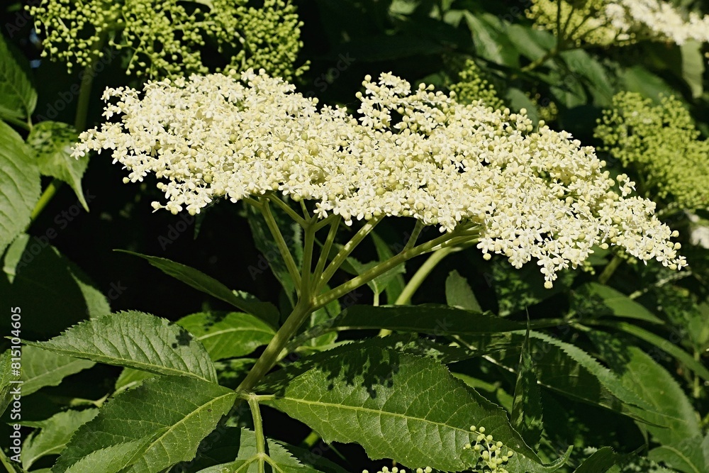 Very dense white flower cluster (called corymb) of Black Elder plant ...