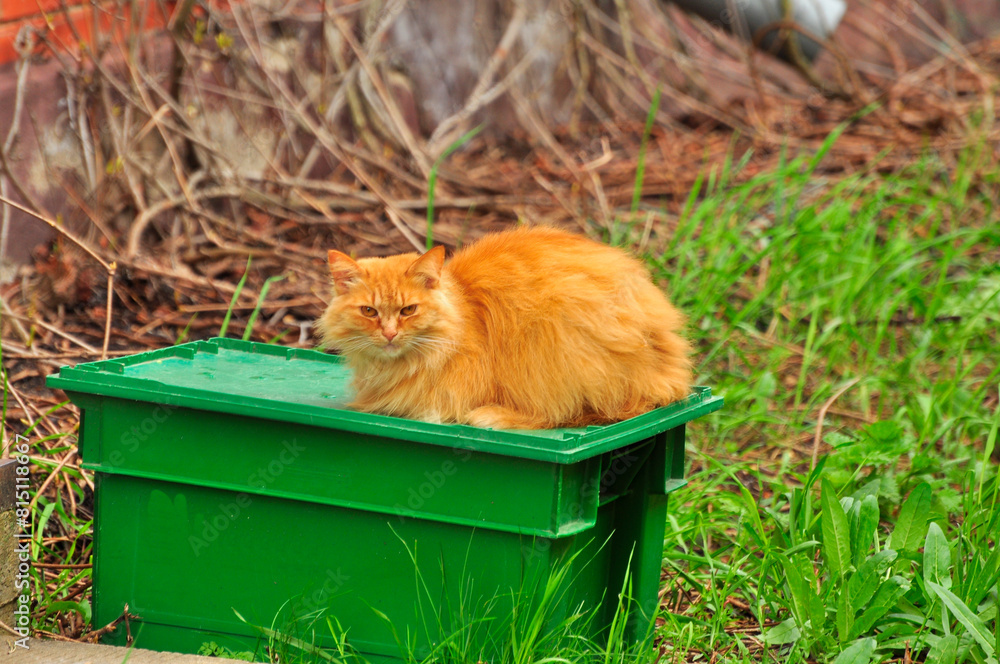 Animals - traditionally (since Aristotle) distinguished category of ...