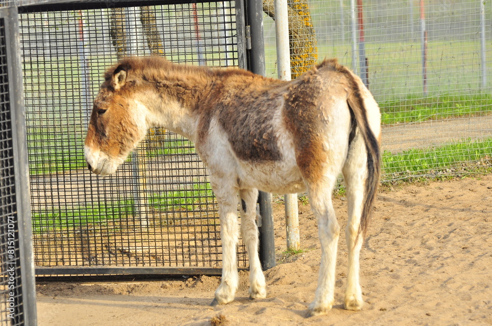 Animals - traditionally (since Aristotle) distinguished category of ...