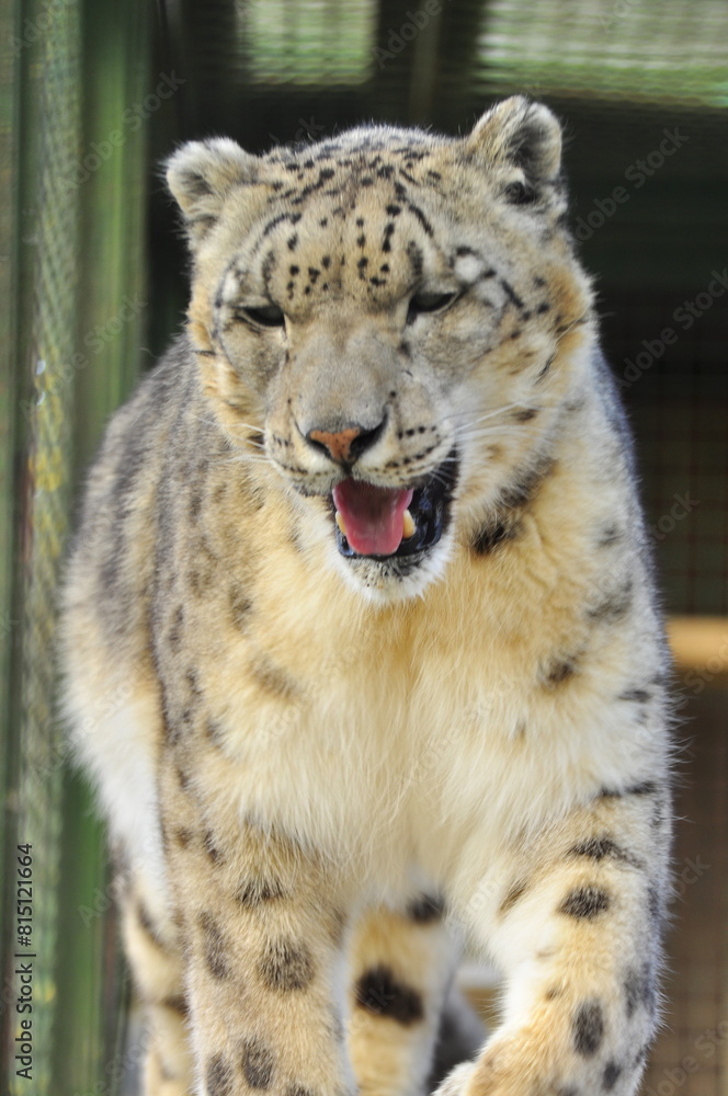 Animals - traditionally (since Aristotle) distinguished category of ...