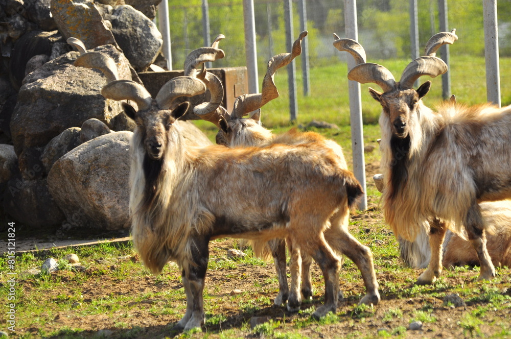 Animals - traditionally (since Aristotle) distinguished category of ...