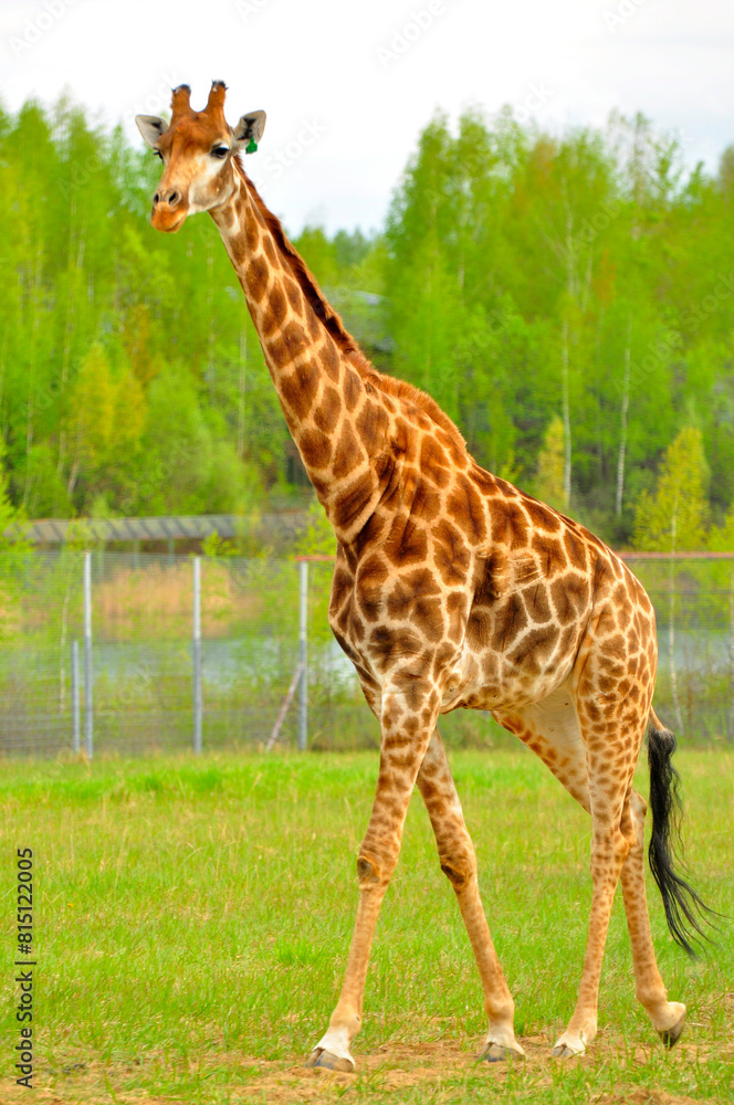 Animals - traditionally (since Aristotle) distinguished category of ...