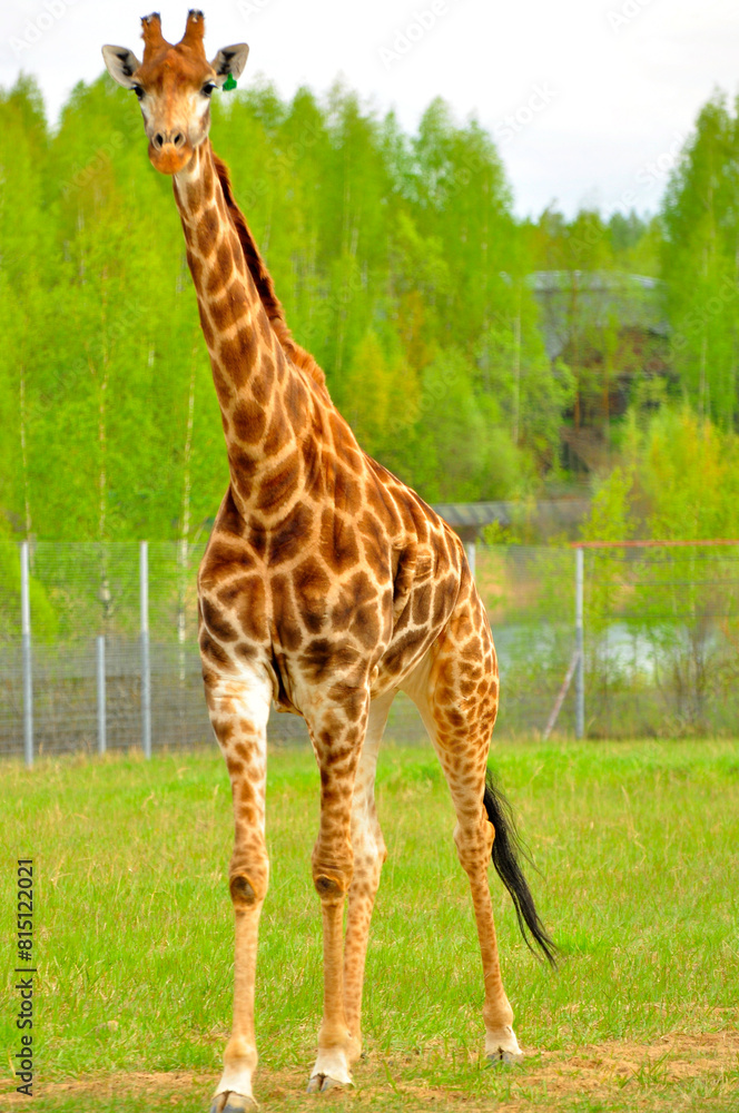 Animals - traditionally (since Aristotle) distinguished category of ...
