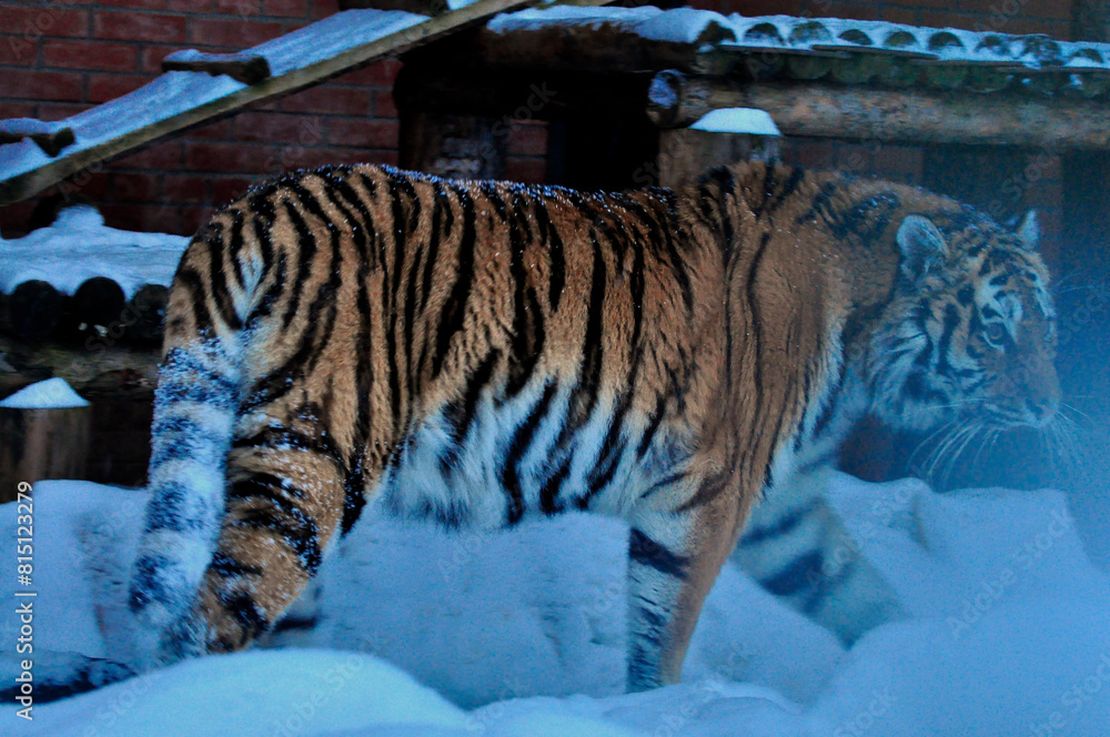 Animals - traditionally (since Aristotle) distinguished category of ...