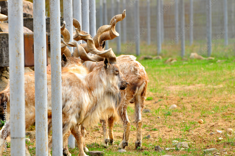 Animals - traditionally (since Aristotle) distinguished category of ...