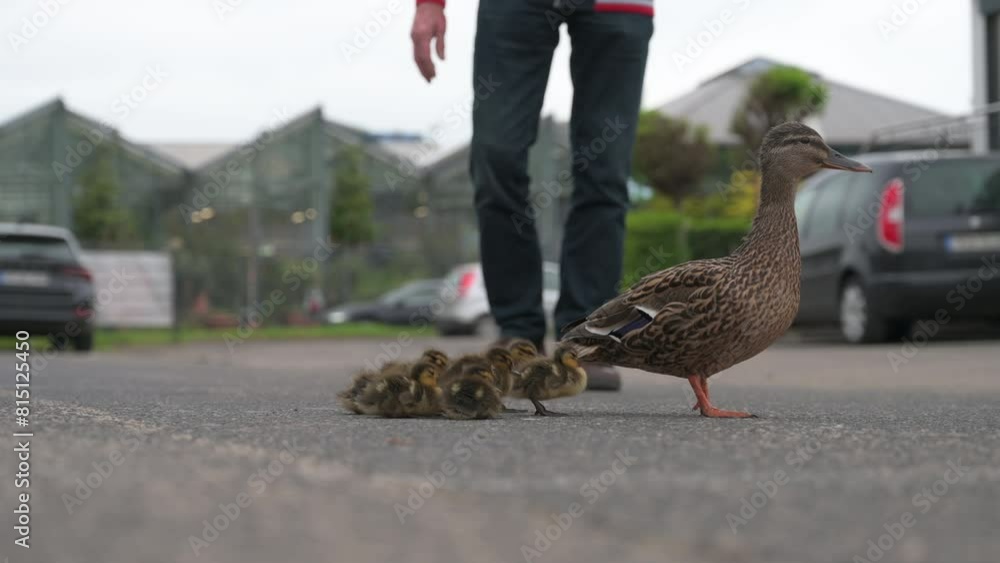 Duck family walking on a city road with cars, people trying to rescue ...
