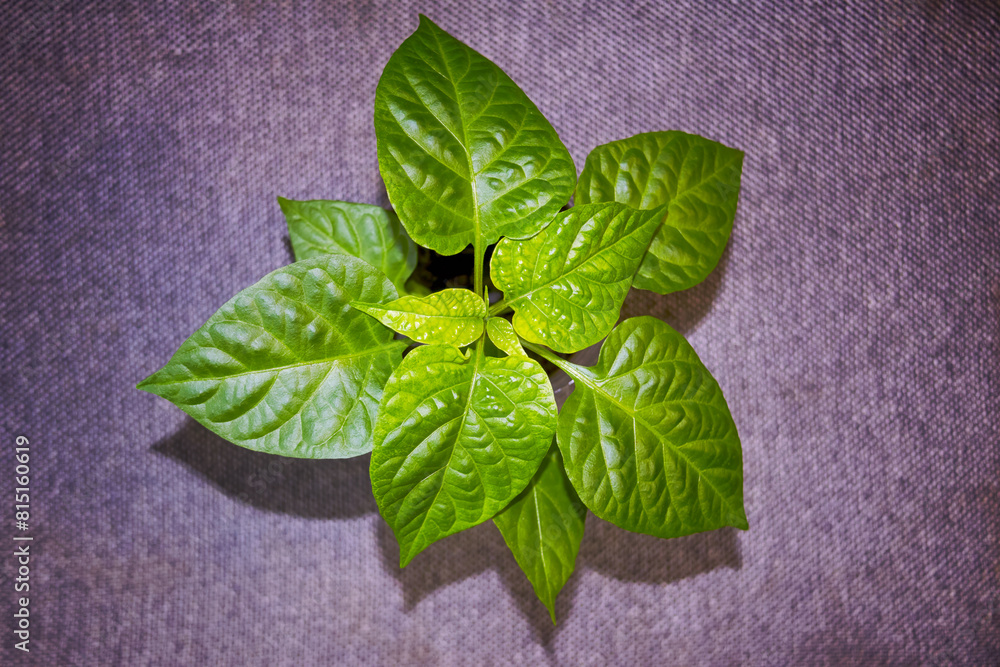 Habanero chocolate young plant. Sprout of Habanero Chili Pepper Plant ...